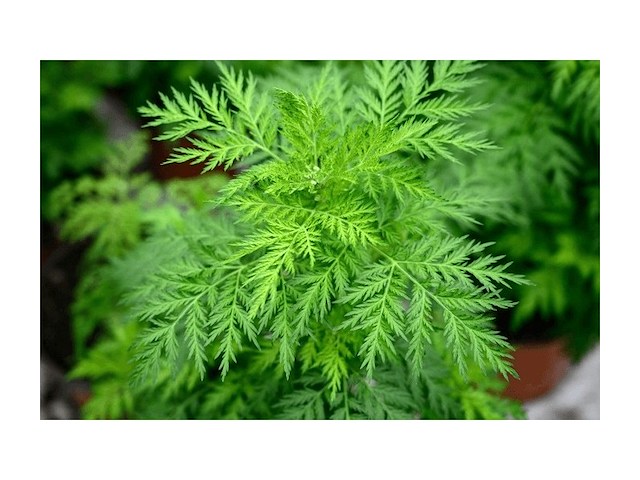 SLATKI PELIN - ARTEMISIA ANNUA