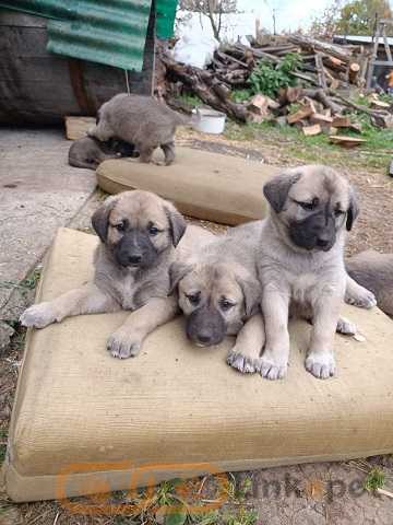 Kangal, štenci