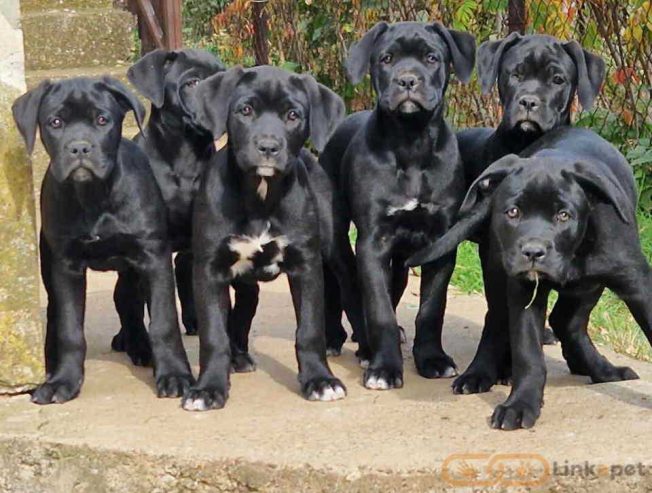 Prodajem stence CANE CORSO, od lepih i zdravih roditelja