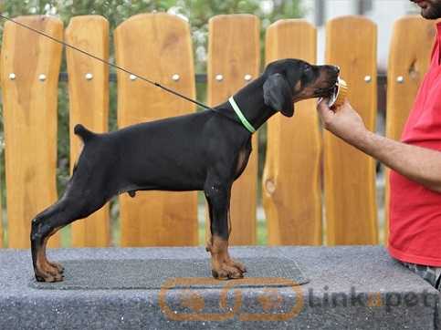 Štenci Dobermana