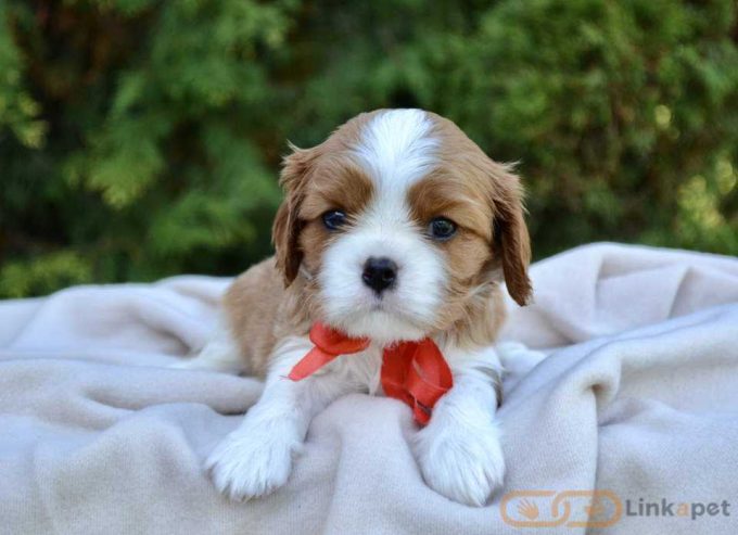 Cavalier king Charles spaniel štenci