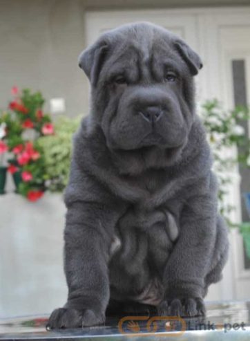 Shar pei – šar pej štenci