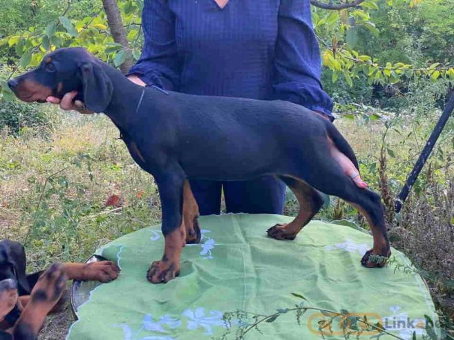 DOBERMAN vrhunska muska stenad