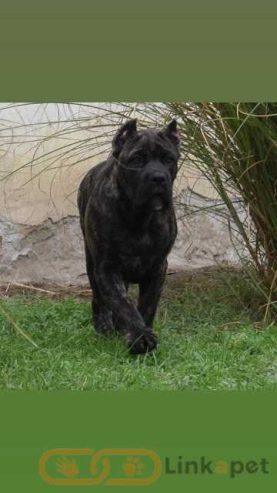 Cane corso stenci