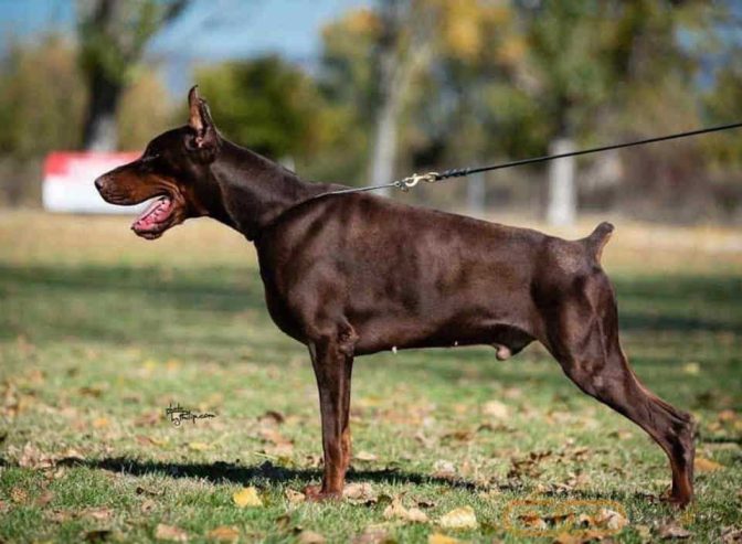 DOBERMAN stenci odlicnog kvaliteta