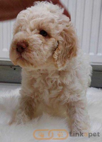Lagotto Romagnolo štenci