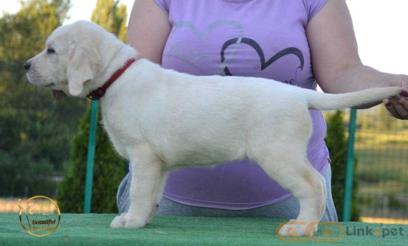 Stenci LABRADORA odlicnog porekla