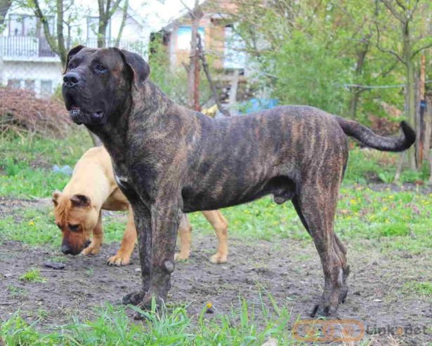 Stenci PRESA CANARIO