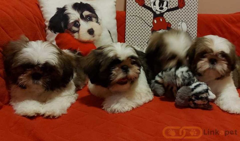 SHIH TZU stenci – lepi i umiljati