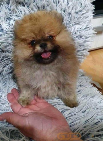 POMERANCI BOO vrhunske bebe