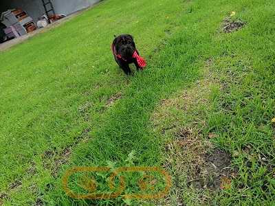 Shar pei – šar pej štenci