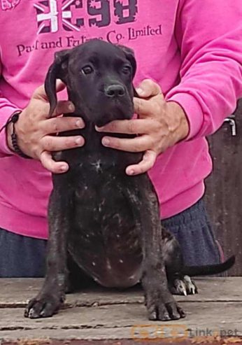 Cane Corso oba pola starost 3,5 meseca