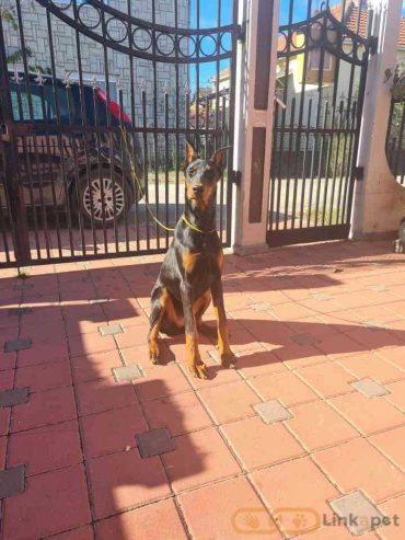 Doberman zenka od vrhunskih roditelj,stara 6 meseci