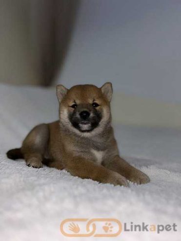 Shiba Inu štenci