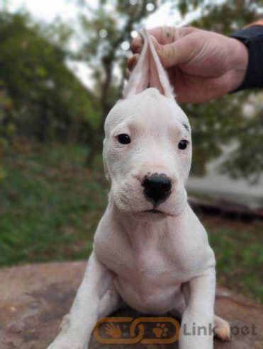 Dogo Argentino štenci