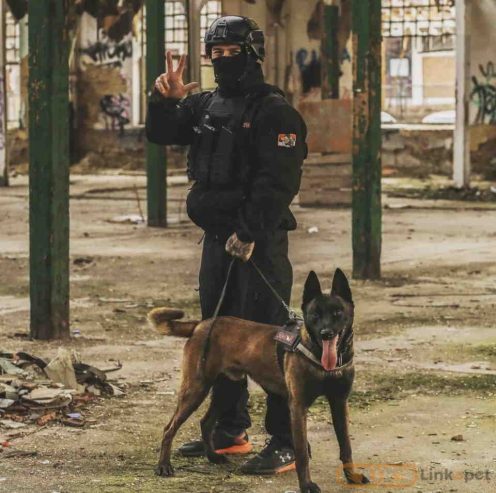 Belgijski ovčar MALINOA, vrhunski štenci