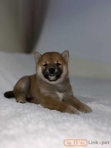 Shiba Inu štenci