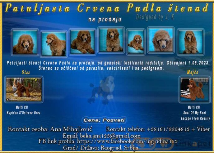 Patuljasta Crvena Pudla