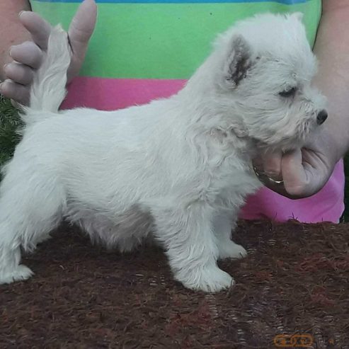 Westie ŝtenci 9 nedelja iz odgajivačnice Lovely Little Friend