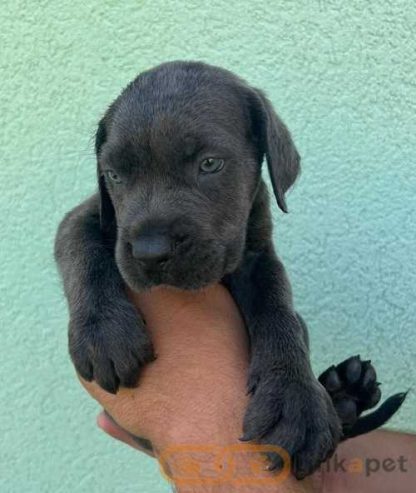 Cane corso stenci