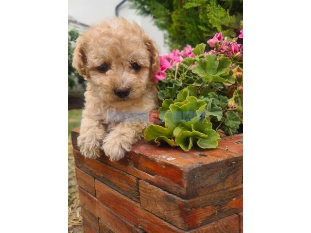 Labradoodle prelepi štenci