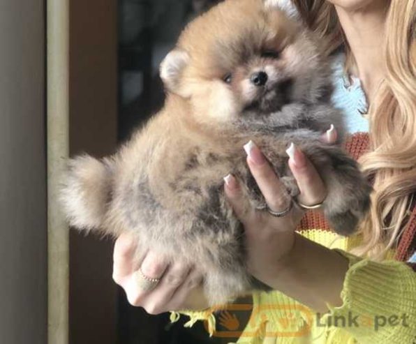 Pomeranci, Pomeranian, Boo stenci