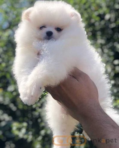 Pomeranci, Pomeranian, Boo stenci