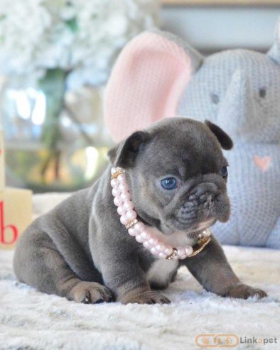 Beautiful french bulldog puppies Whatsapp me at +31623136056