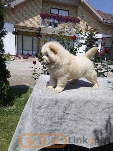 Chow chow cau cau stenad