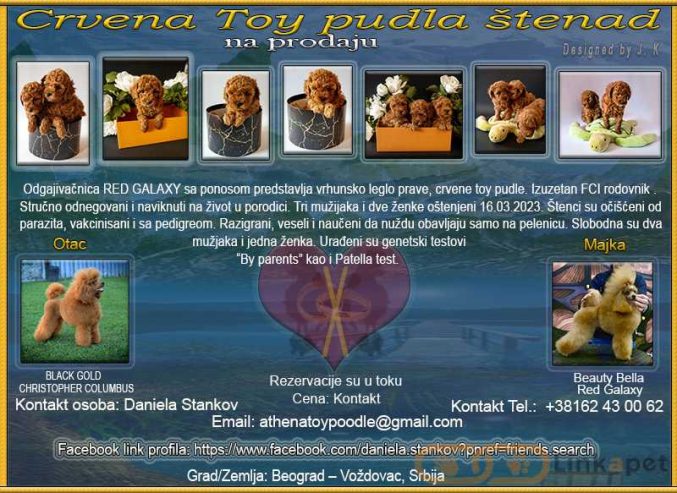 Crvena Toy Pudla