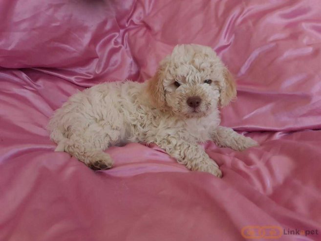 Lagotto romanjolo