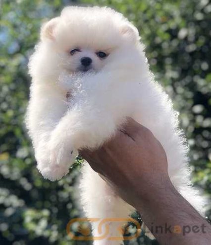 Pomeranci, Pomeranian, Boo stenci