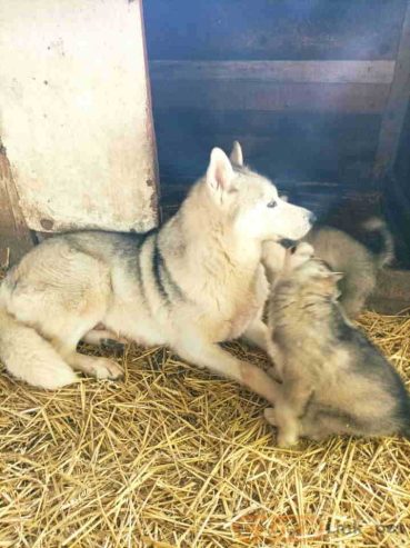 Na prodaju jos dve zenke SIBIRSKOG HASKIJA