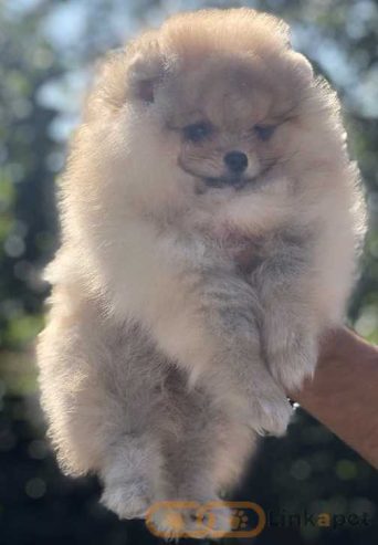 Pomeranski špic,Pomeranac,Pomeranian,Boo štenci