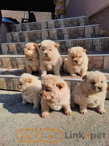 Chow Chow Cau Cau