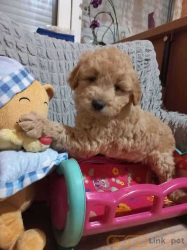 Decak Goldendoodle