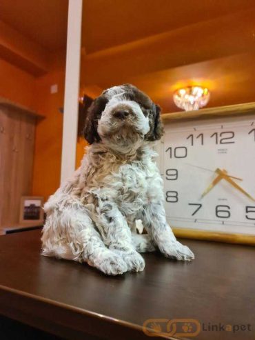 Lagotto romanjolo štenci