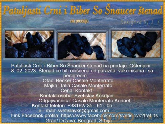 Patuljasti Crni i Biber So Šnaucer