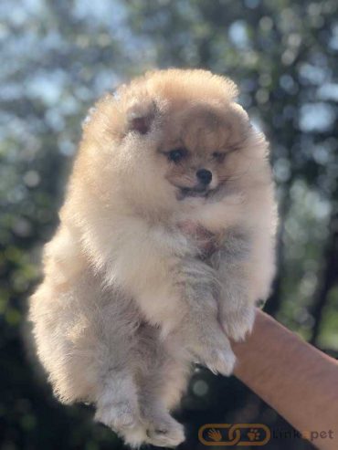 Pomeranci, Pomeranian, Boo stenci