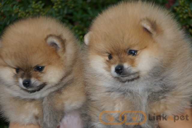 Pomeranci, Pomeranian, Boo stenci