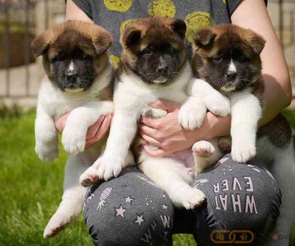 Gorgeous Akita puppies male and female