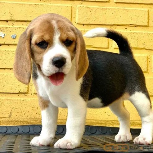 Lovely Beagle puppies available.