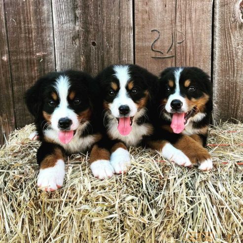 Gorgeous Bernese Mountain Puppies for sale