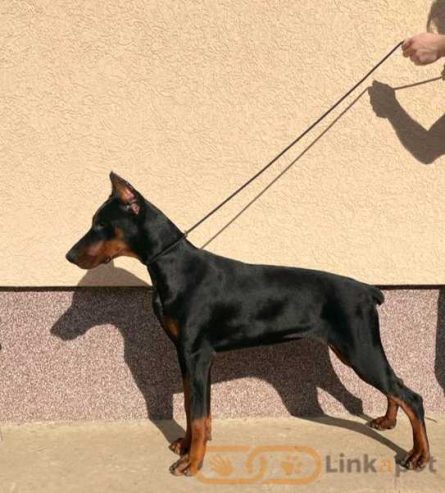 Doberman štenci na prodaju (ženke)