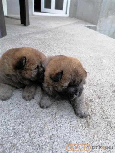 Na prodaju stenci CHOW CHOW Izuzetnog kvaliteta