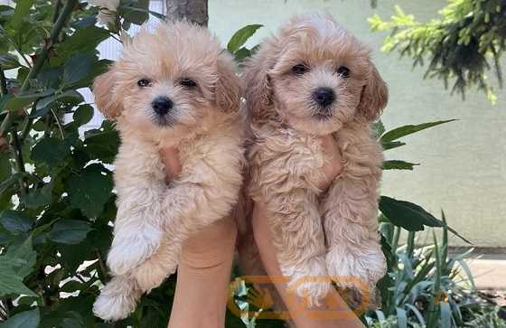 Maltipoo stenci