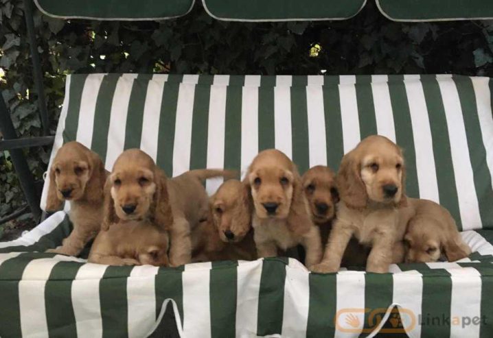 KOKER SPANIEL, stenad zlatne boje, vrhunskog porekla,