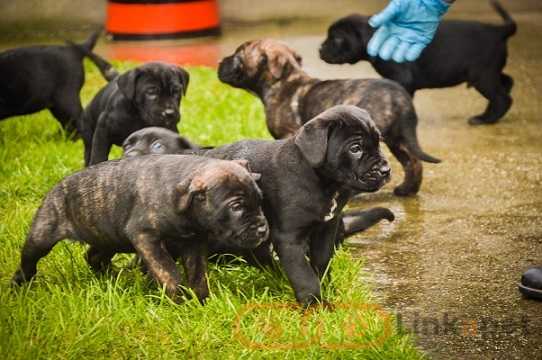 Cane corso štenci