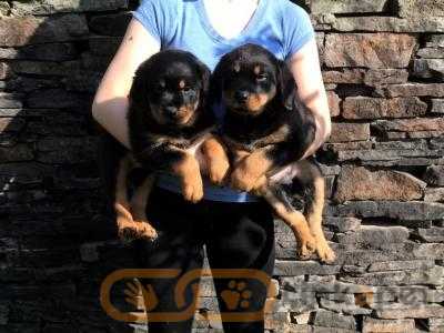 Rottweiler Puppies Available for sale