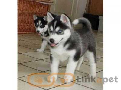 Siberian husky puppies available for Sale